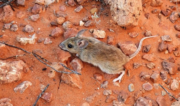 Bush rat kingdom thrives at Sydney's North Head - Australian Geographic