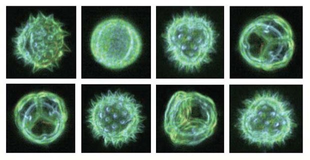 Gallery: Microscopic images of pollen - Australian Geographic