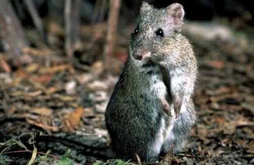 Gilbert's potoroo update - Australian Geographic