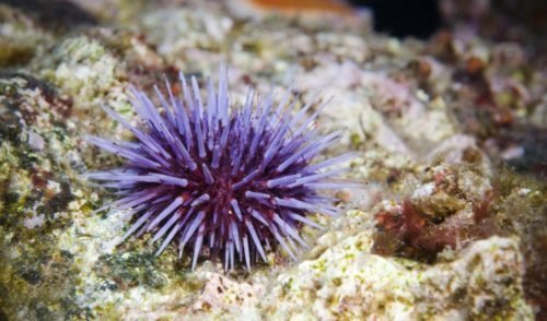 Rock pools: tiny but complex underwater worlds - Australian Geographic