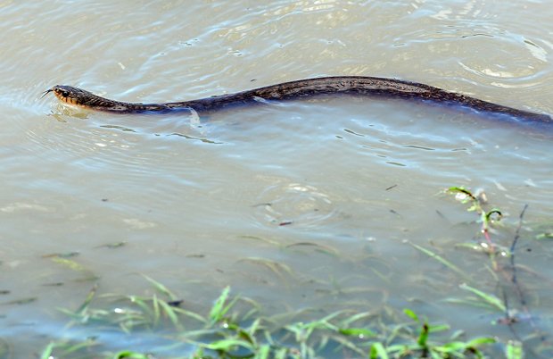 Queensland floods unprecedented - Australian Geographic