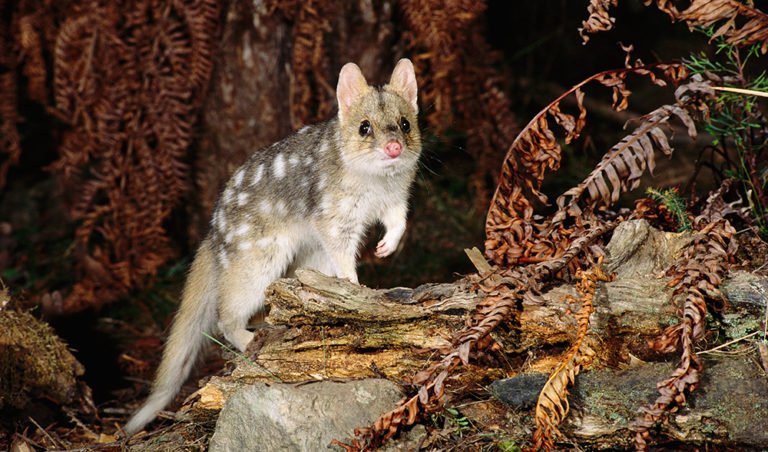 Return of the quoll - Australian Geographic