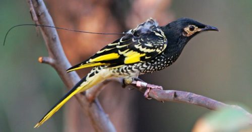 Critically endangered birds fly free - Australian Geographic