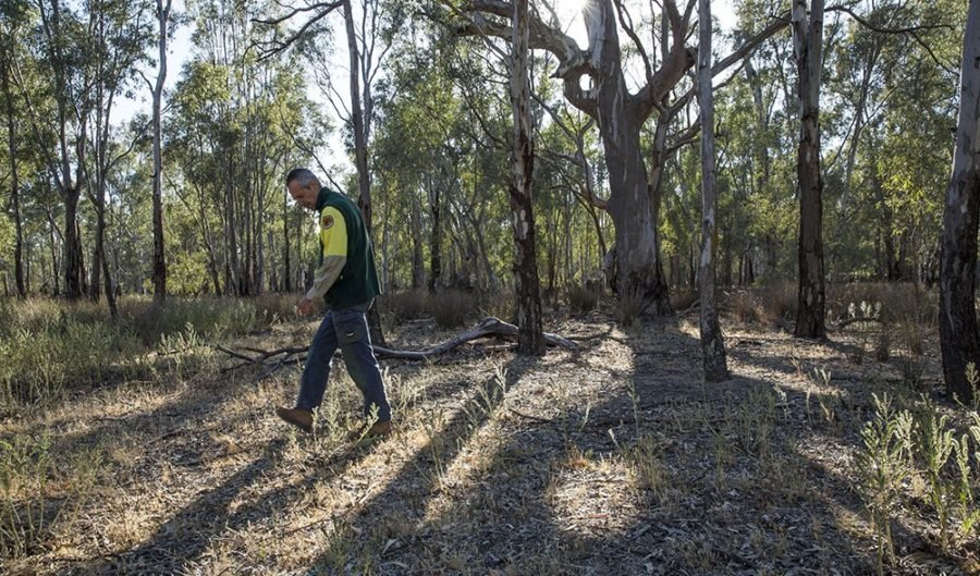 The largest stand of river red gums in the world - Australian Geographic