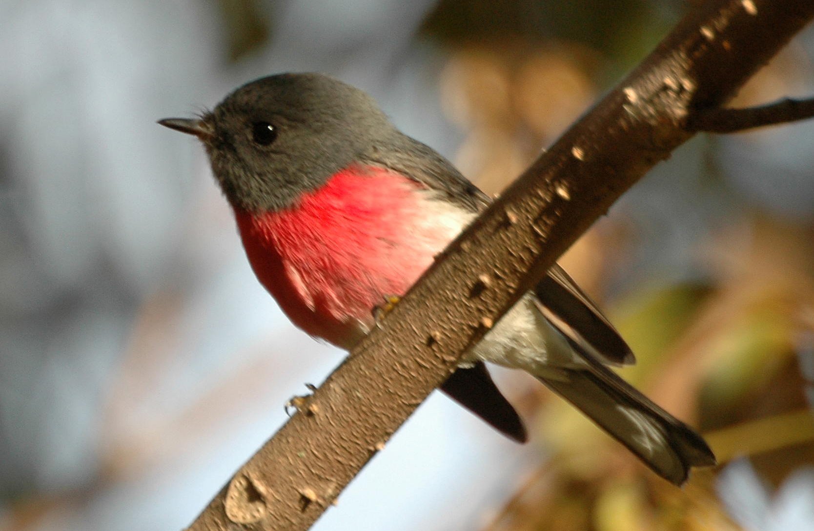 GALLERY: The colourful robins of central Victoria - Australian Geographic