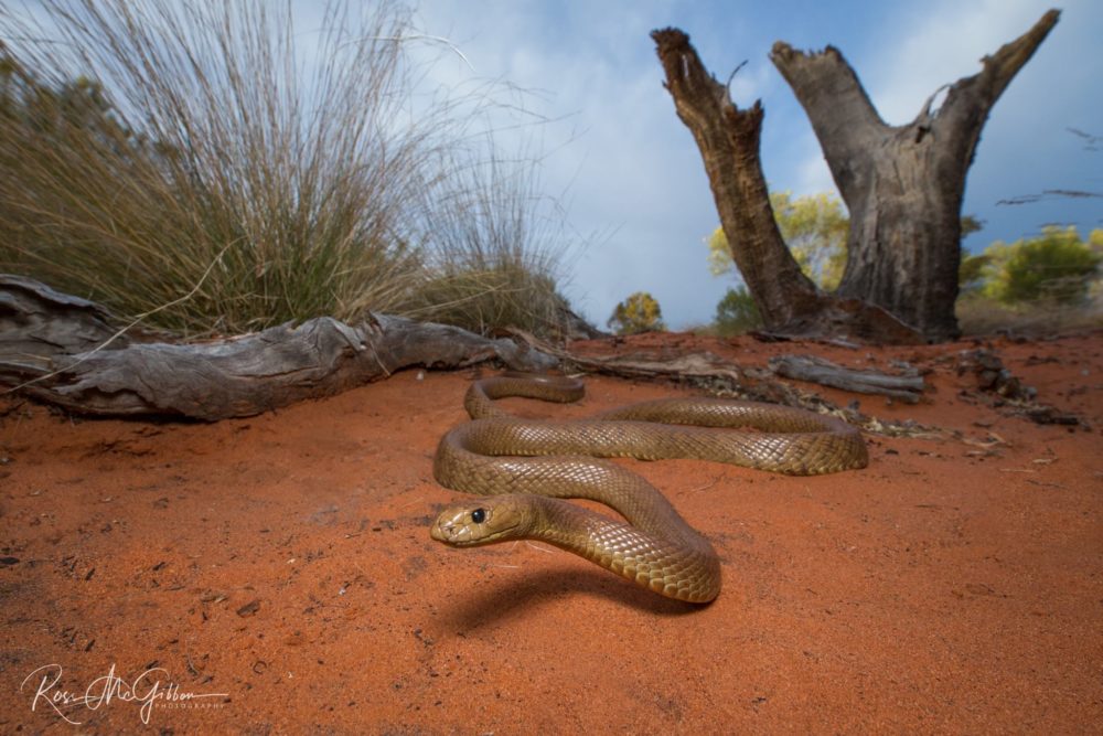 Searching for the infamous western desert taipan - Australian Geographic