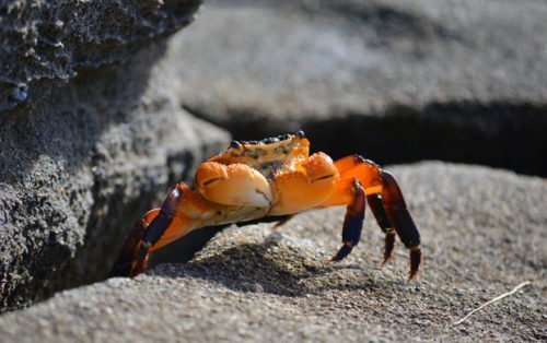 AG reader photo: Sea crab - Australian Geographic