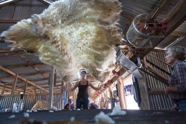 Gallery: Woolsheds in Australia - Australian Geographic