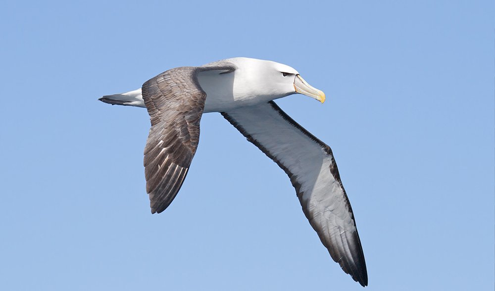 Artificial nests are having a positive impact on Tasmanian shy ...