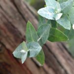 Rare gum rises from Black Saturday ashes - Australian Geographic