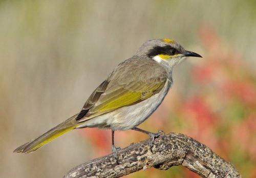 Urban birdwatching guide to Perth