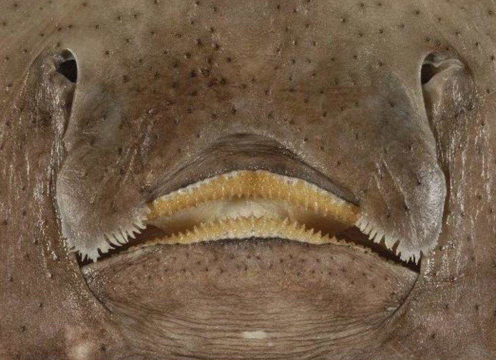 This is the face of one of the rarest animals in Australia - Australian ...