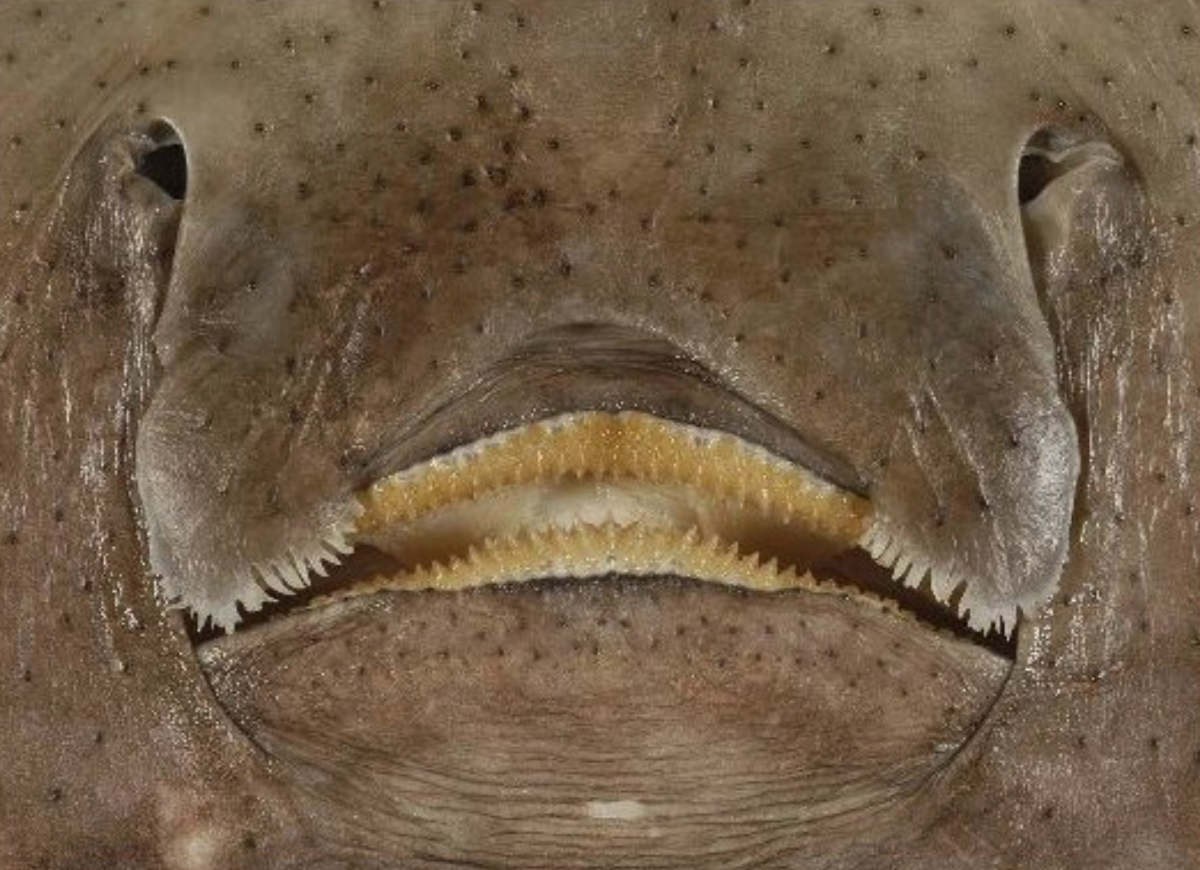 This is the face of one of the rarest animals in Australia - Australian ...