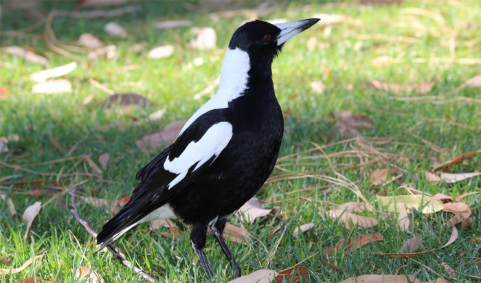 Everything you need to know about magpie season - Australian Geographic