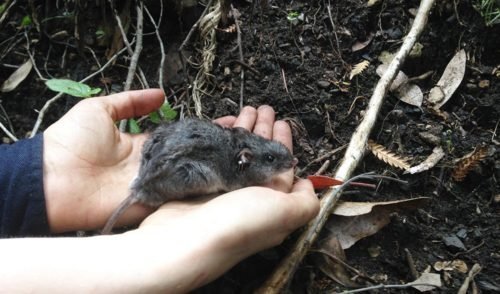 The little Aussie mouse surviving against all odds - Australian Geographic