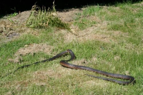 Cannibal copperhead snake caught on camera - Australian Geographic