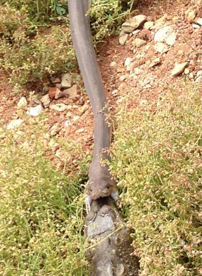 Gallery: Snake eats a crocodile - Australian Geographic