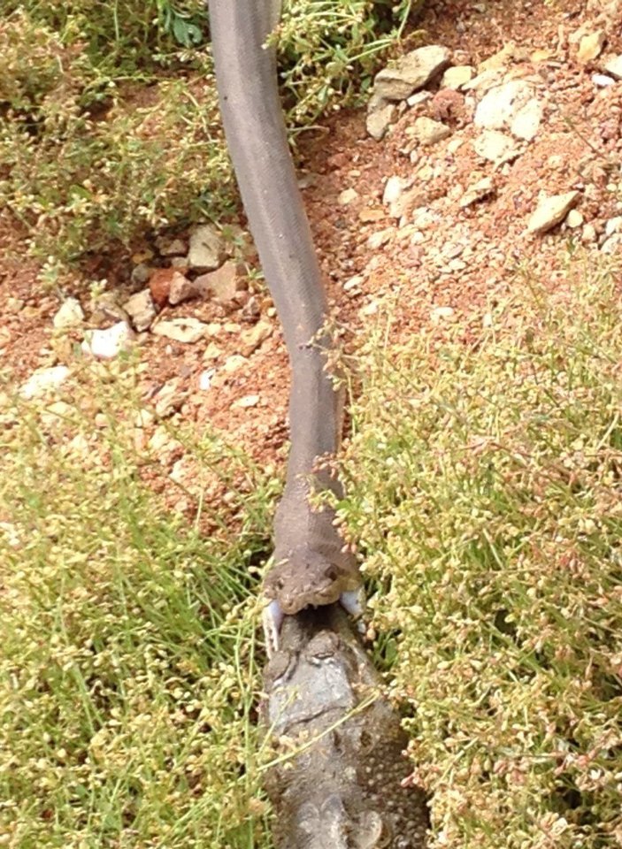 Gallery: Snake eats a crocodile - Australian Geographic