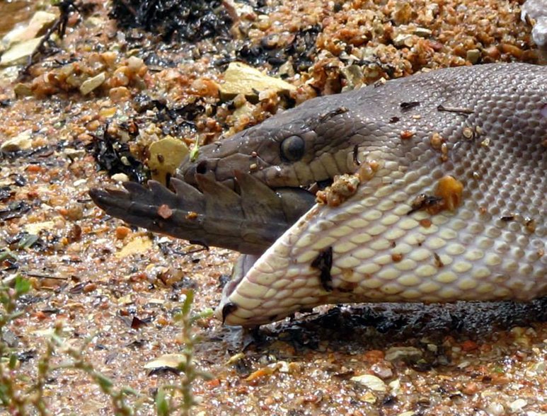 Gallery: Snake eats a crocodile - Australian Geographic
