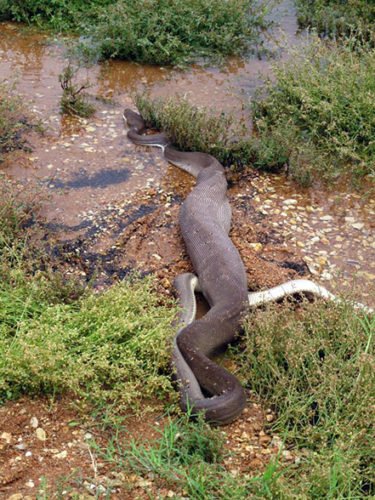 Gallery: Snake eats a crocodile - Australian Geographic