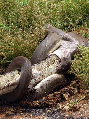 Gallery: Snake eats a crocodile - Australian Geographic