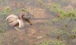Snake eats a crocodile in epic battle - Australian Geographic