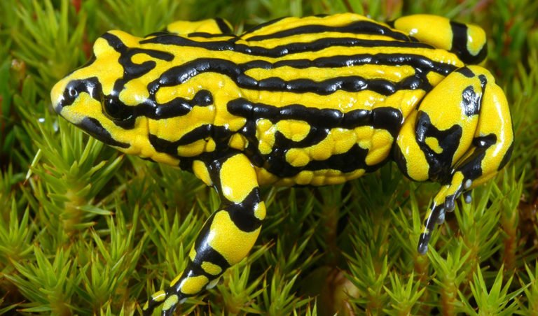 Fact File: Corroboree frog - Australian Geographic