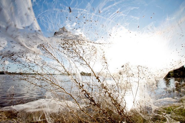 Gallery: Spider webs flood New South Wales - Australian Geographic
