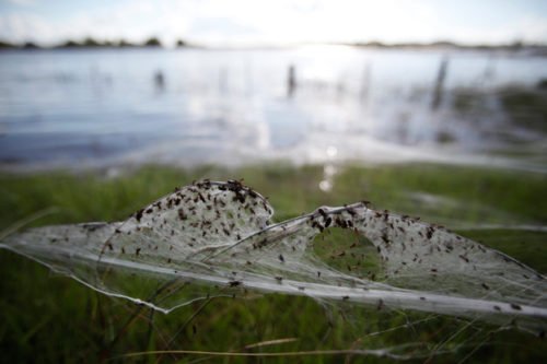 Gallery: Spider webs flood New South Wales - Australian Geographic