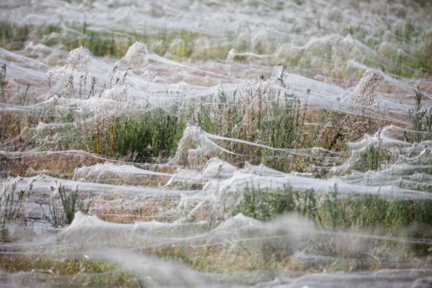 Gallery: Spider webs flood New South Wales - Australian Geographic
