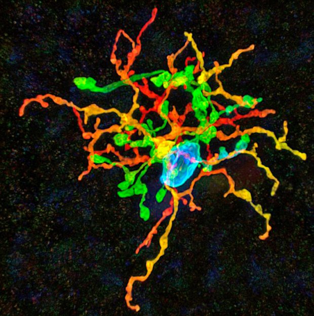 Gallery: Best Australian science photos revealed - Australian Geographic