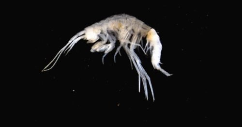 Scientists find 11 mysterious new species in potential fracking sites ...