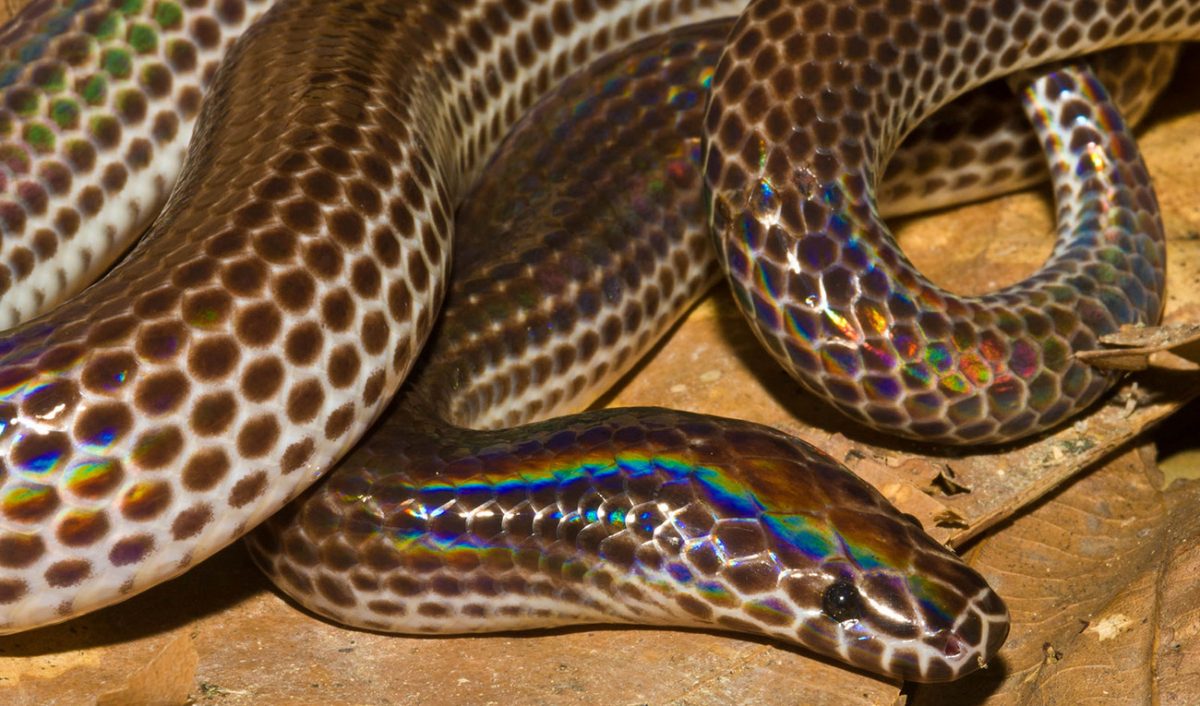It doesn’t get much better than this rainbow ‘Sunbeam Snake ...