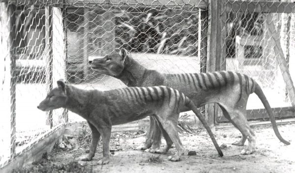 Scientists reveal new insights into the thylacines early development ...