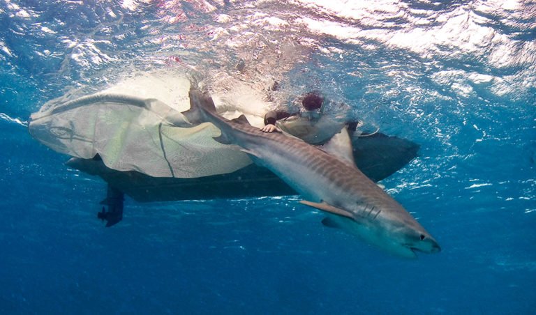 Tiger shark movements mapped - Australian Geographic
