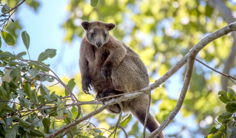 VIDEO: Rare tree kangaroo footage - Australian Geographic