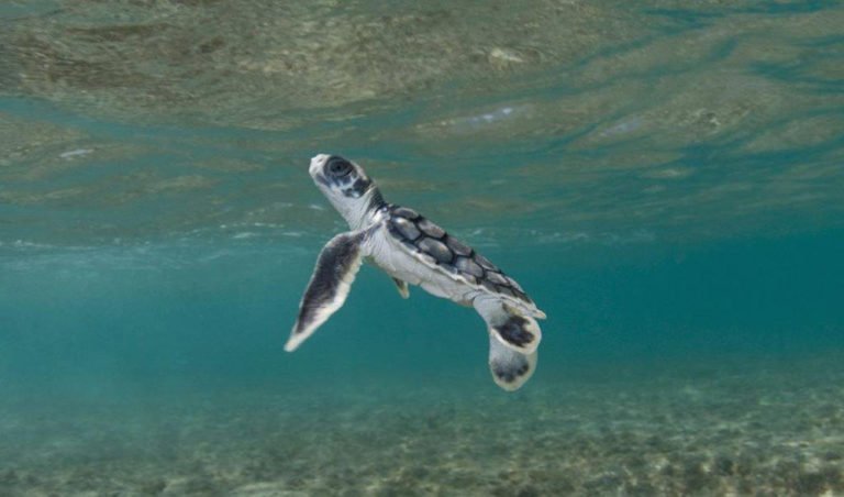 Turtle nursery: satellite tracking flatbacks on human-free, predator ...