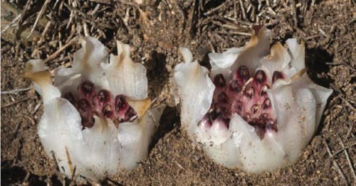 Underground orchid is evolutionary enigma - Australian Geographic