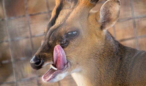 This tiny vampire deer has fewer chromosomes than a fruit fly ...