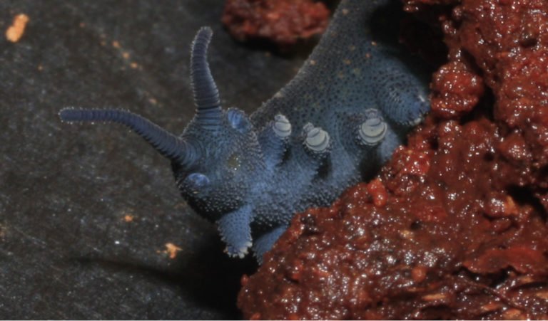 Velvet worm a complex invertebrate - Australian Geographic