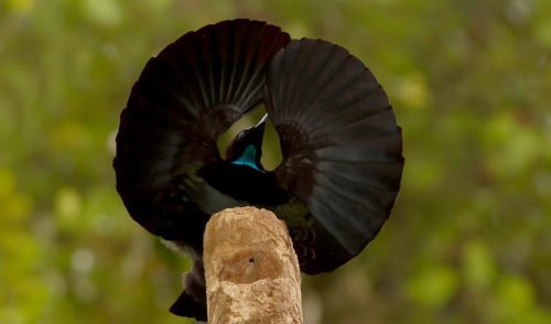 Riflebird chicks love a song and dance - Australian Geographic