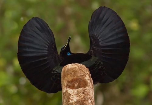 AG reader photo: Victoria's riflebird - Australian Geographic