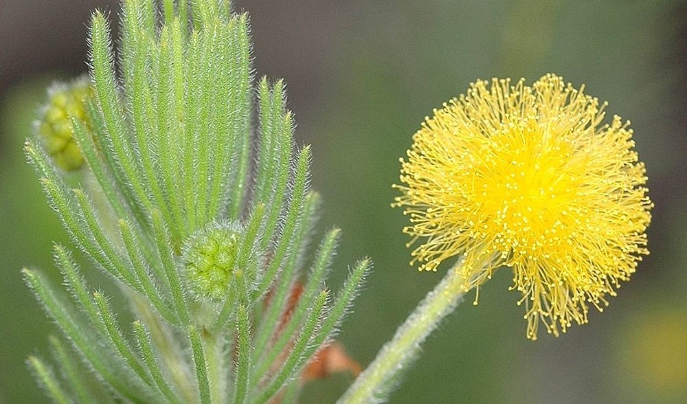 Gallery: Microscopic images of pollen - Australian Geographic