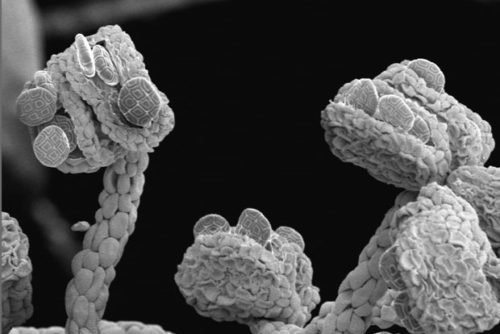Gallery: Microscopic images of pollen - Australian Geographic