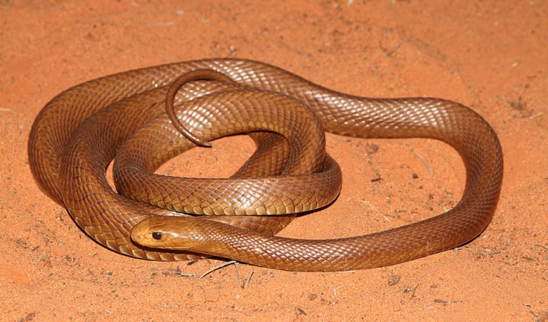 Everything you need to know about snakes - Australian Geographic