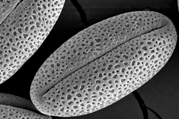 Gallery: Microscopic images of pollen - Australian Geographic