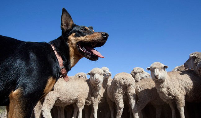 Gallery: A tribute to Aussie working dogs - Australian Geographic
