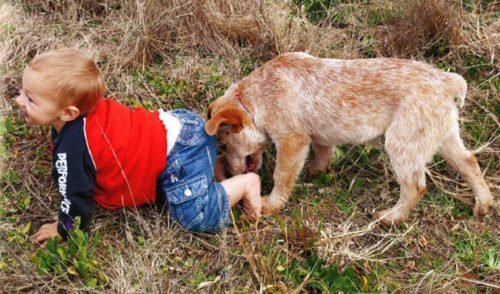 Gallery: A tribute to Aussie working dogs - Australian Geographic