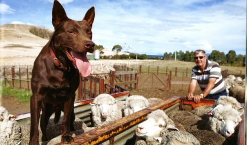 Gallery: A tribute to Aussie working dogs - Australian Geographic