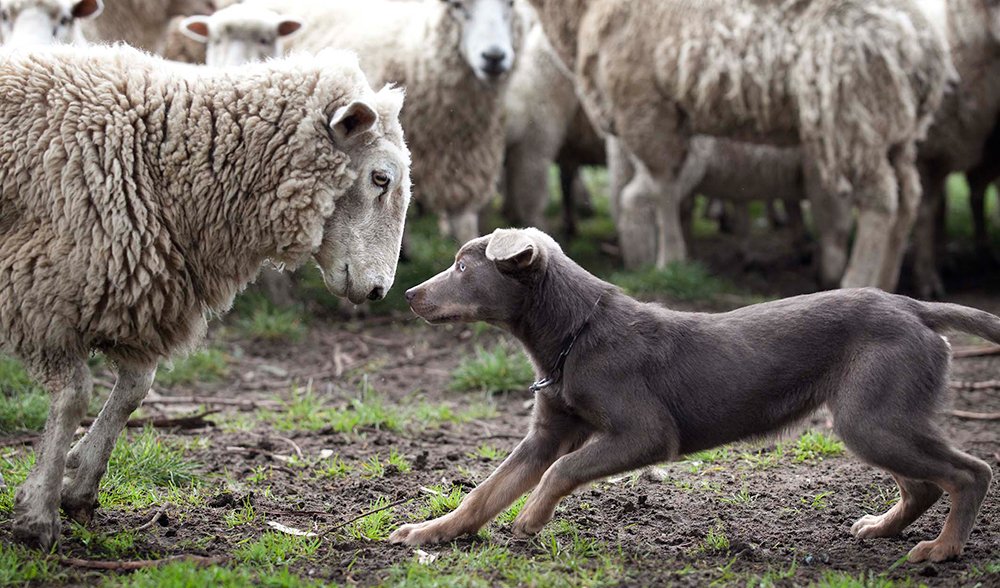 Gallery: A tribute to Aussie working dogs - Australian Geographic